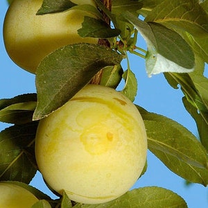 4-5 Feet Tall - 'shiro' Plum Semi-dwarf, Bare-root Fruit Tree (semi ...