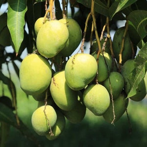 Large 4 Feet Tall 'manila' Mango Fruit Tree Most Reliable Mango Tree ...