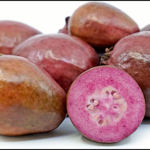 Malaysian Red Guava Fruit Tree - Produces Beautiful Fruit and Red ...