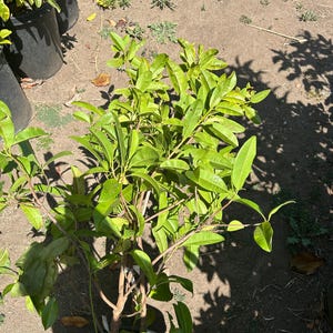 Large Chico Sapote Tree (5-6 Feet Tall) - Alano Mexican Sapodilla ...