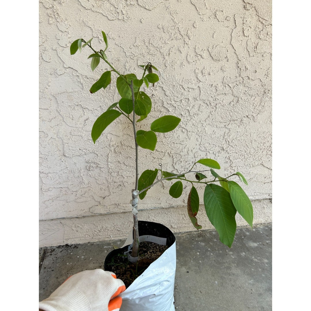 GRAFTED 'dr White' Cherimoya Tree - Very Large Fruit, Ceamy & Delicious ...