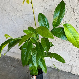 Black Sapote Tree 'chocolate Pudding Fruit' Exotic Fruit Tree Trees Are ...