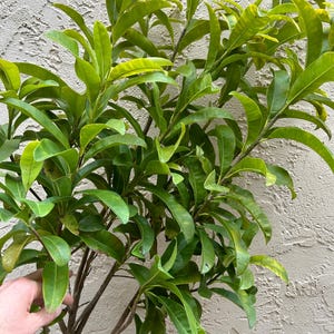 Chico Sapote Tree (3-4 Feet Tall) - Alano Mexican Sapodilla, Large ...
