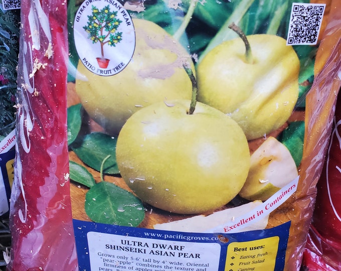 Grafted 'ultra Dwarf Shinseiki' Asian Pear Fruit Tree (2-3 Feet Tall ...