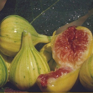 Very Large 'tiger Panache' Fig Fruit Tree - VARIEGATED Fruit, TOP ...