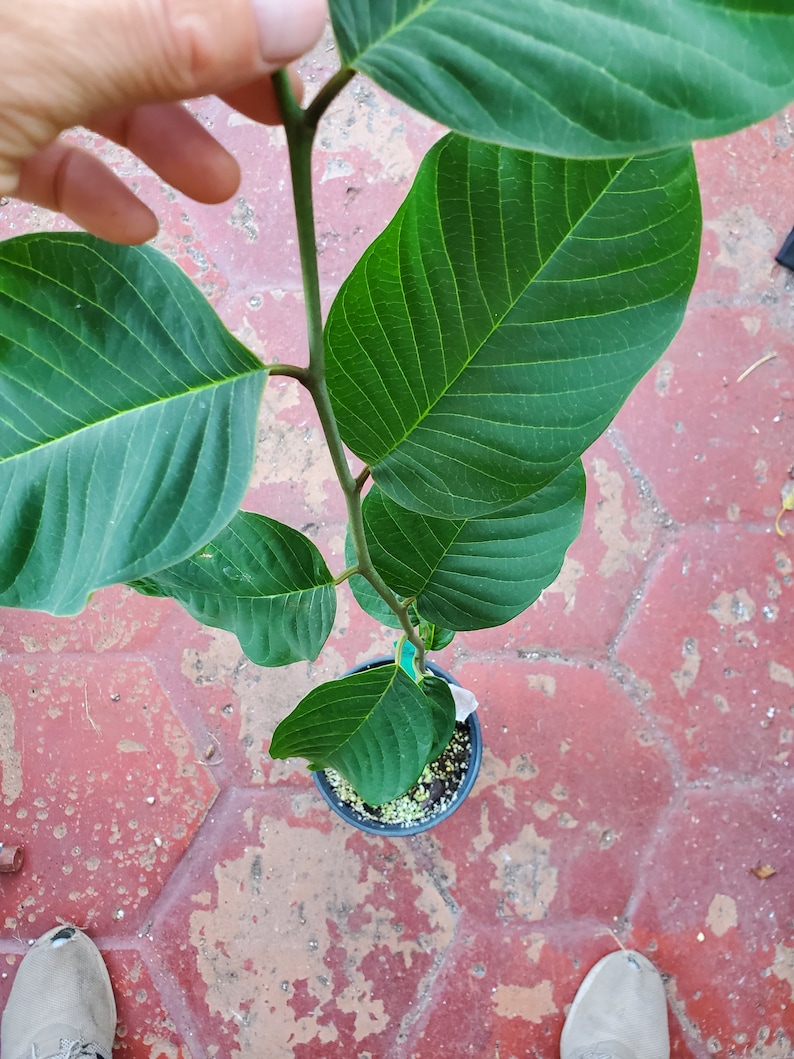 Grafted 'lisa' Atemoya Fruit Tree - Pink Flesh - One of the Best ...