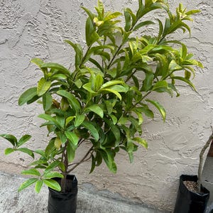 Chico Sapote Tree (3-4 Feet Tall) - Alano Mexican Sapodilla, Large ...