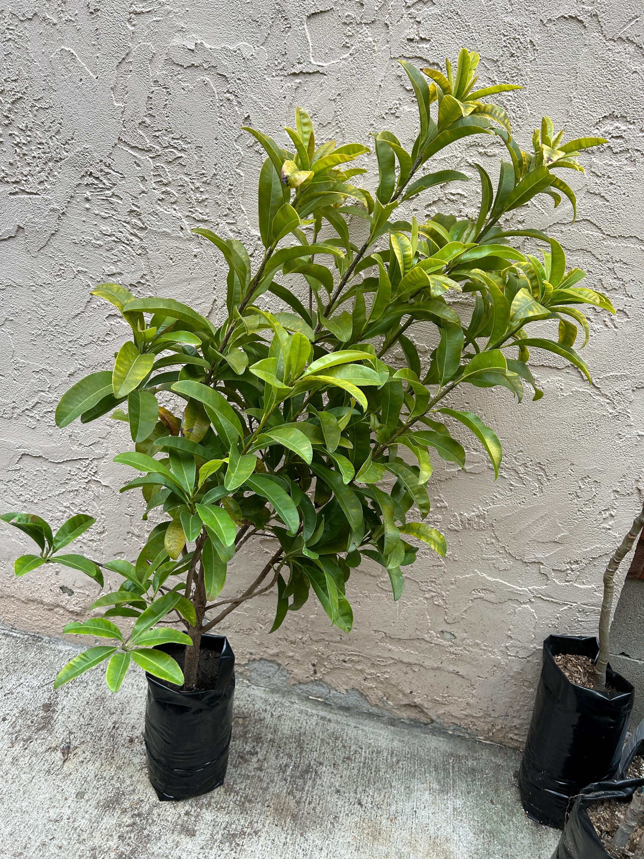 Chico Sapote Tree (3-4 Feet Tall) - Alano Mexican Sapodilla, Large ...