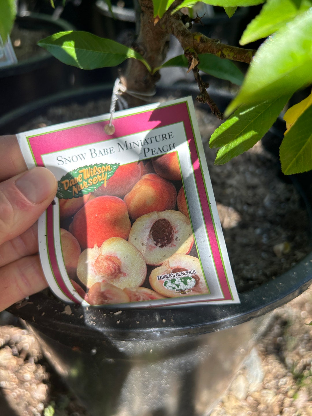 Grafted 'snow Babe' Miniature Nectarine Tree - Etsy