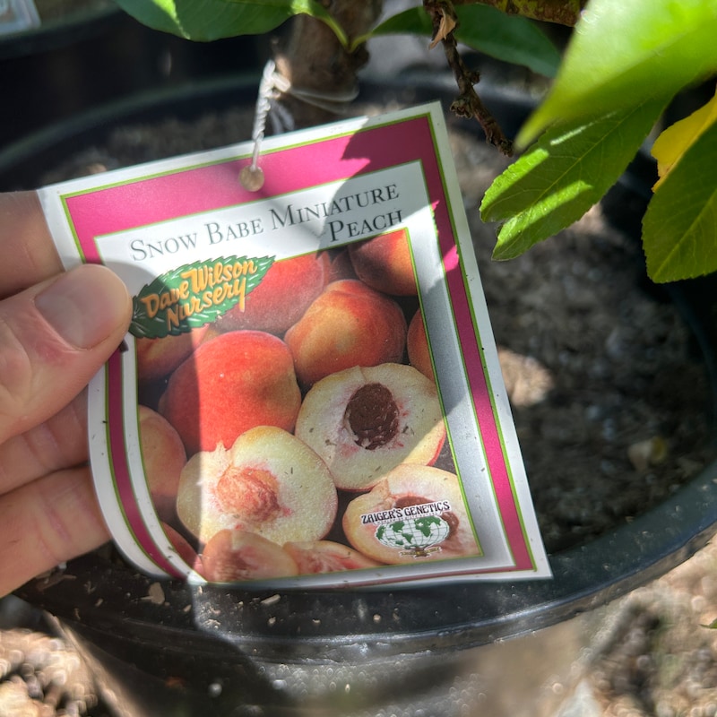 Ultra Dwarf Fruit Trees - Etsy