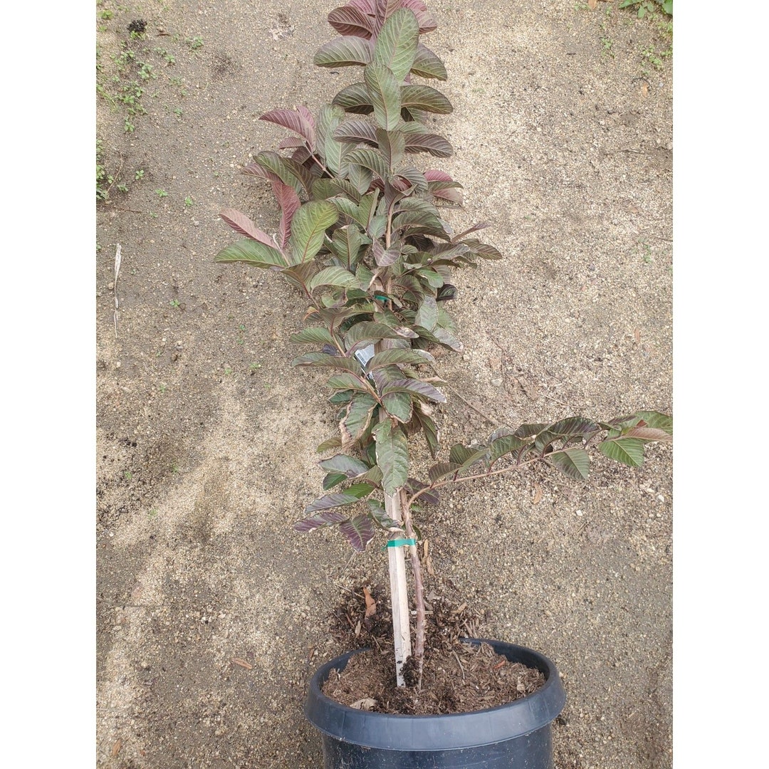FRUITING Malaysian Red Guava Fruit Tree - Produces Beautiful Fruit and ...