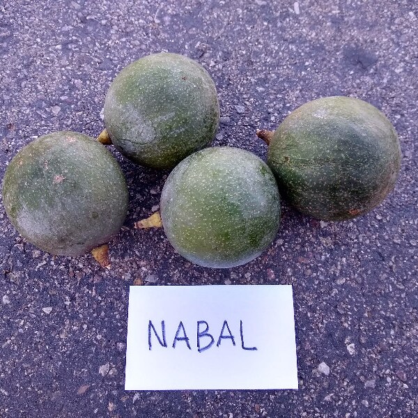 Sharwil Avocado Tree - Etsy