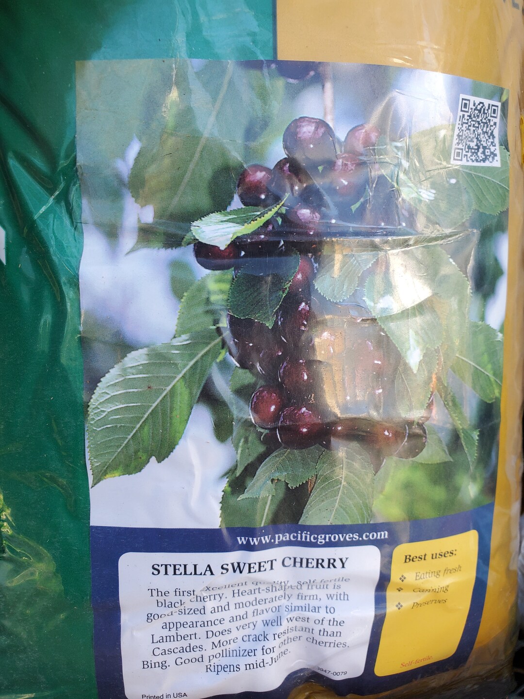 Grafted 'stella' Sweet Cherry Fruit Tree 3-4 Feet Tall - Etsy