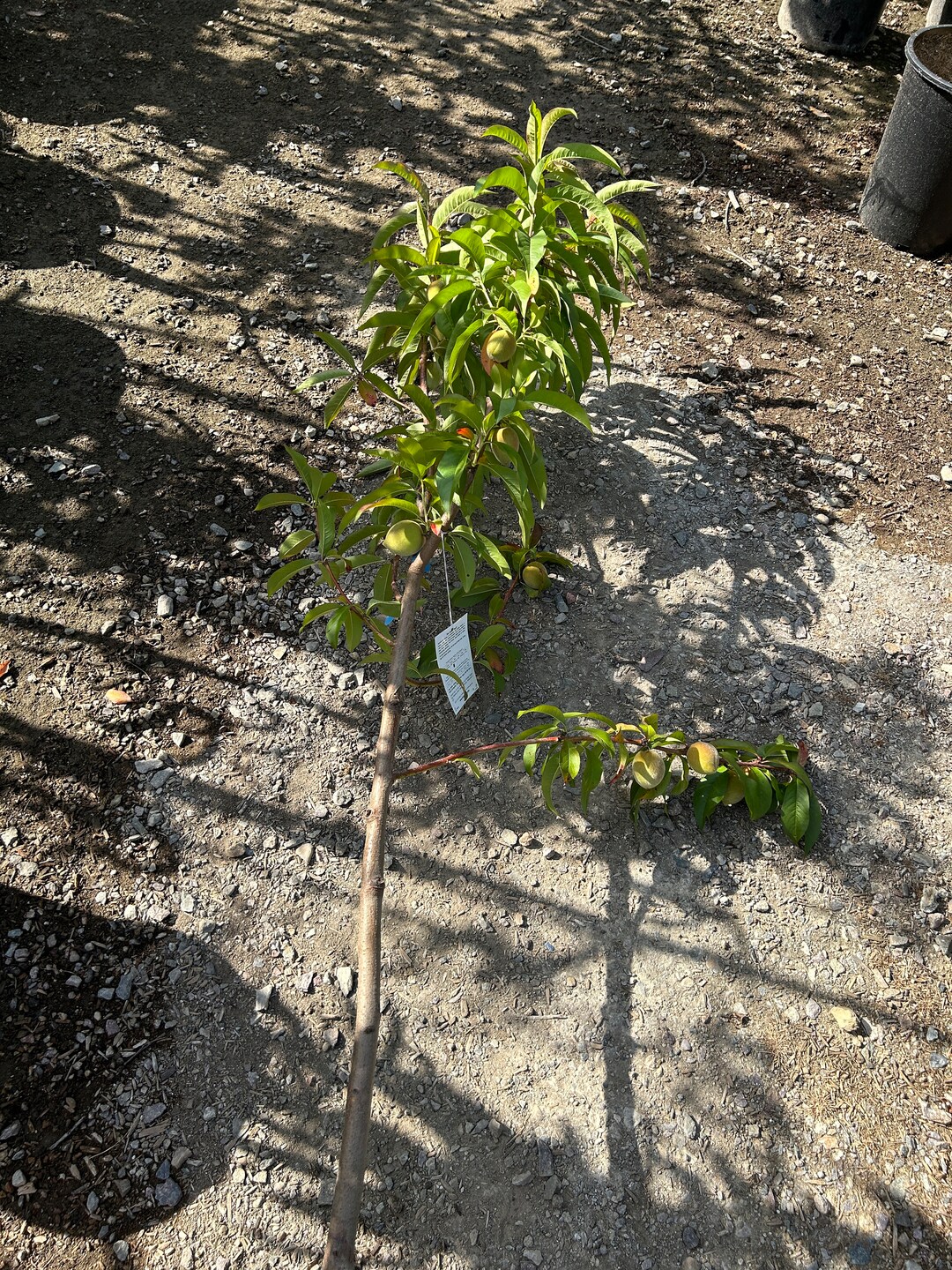 Red Baron Peach Tree - 4-5 Feet Tall Grafted Fruit Tree - Etsy