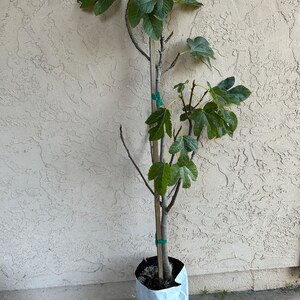 Very Large 'tiger Panache' Fig Fruit Tree - VARIEGATED Fruit, TOP ...
