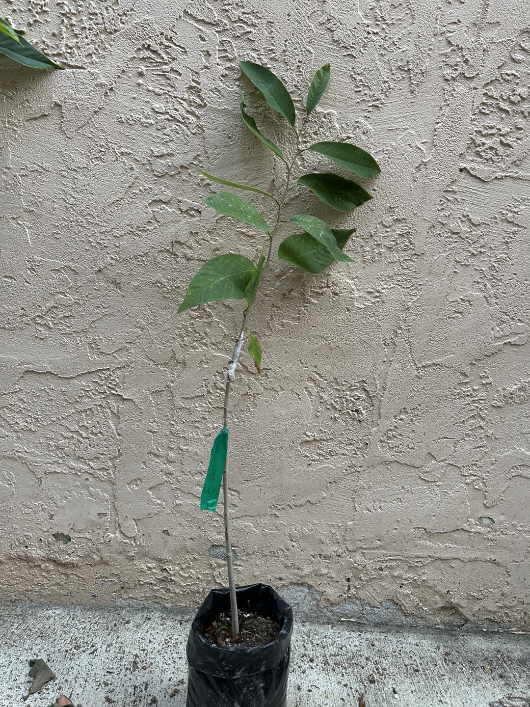 RARE Leo #3 Grafted Atemoya Fruit Tree - Amazing Flavor, Extremely ...