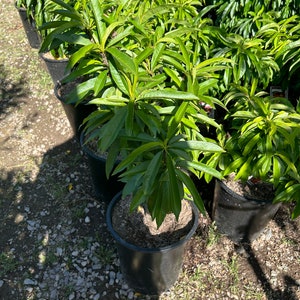 Grafted 'pix Zee' Miniature Peach Tree - Etsy