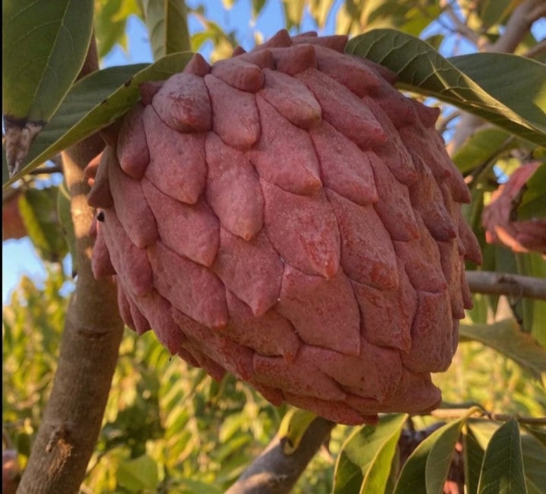 Red Atemoya - Exotic, Rare Grafted Fruit Tree (4-5 Feet Tall ...