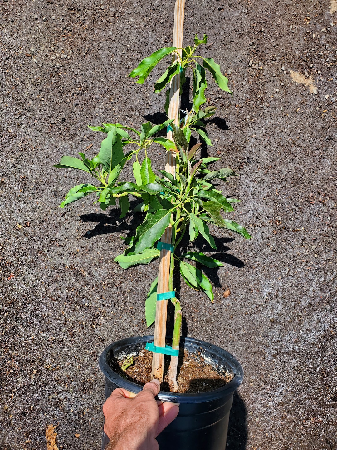 Grafted 'holiday' Avocado Fruit Tree 2-3 Feet Tall - Semi-dwarf Variety ...