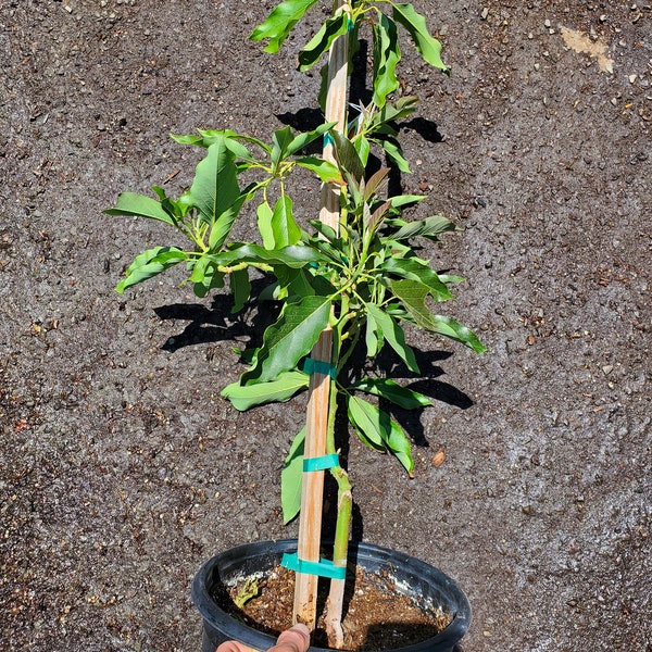 Dwarf Avocado Tree - Etsy