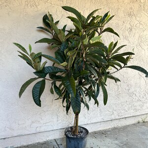 5-6 Feet Tall 'gold Nugget' Loquat Fruit Tree - Orange Flesh ...