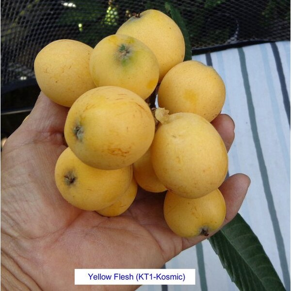 Fruit Tree - Etsy