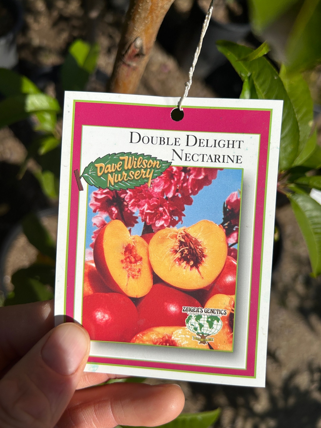 4-5 Feet Tall - 'double Delight' Nectarine Semi-dwarf Fruit Tree - Etsy