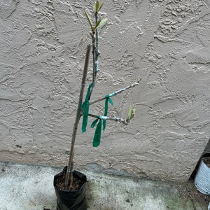 Multi-grafted 4 Loquat Fruit Tree KT1 Kosmic, Argelino, KT4, Vista ...