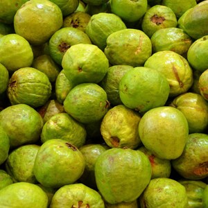 Bangkok White Giant Guava Fruit Tree - Very Sweet, Creamy White Flesh With Phenomenal Flavor - Etsy