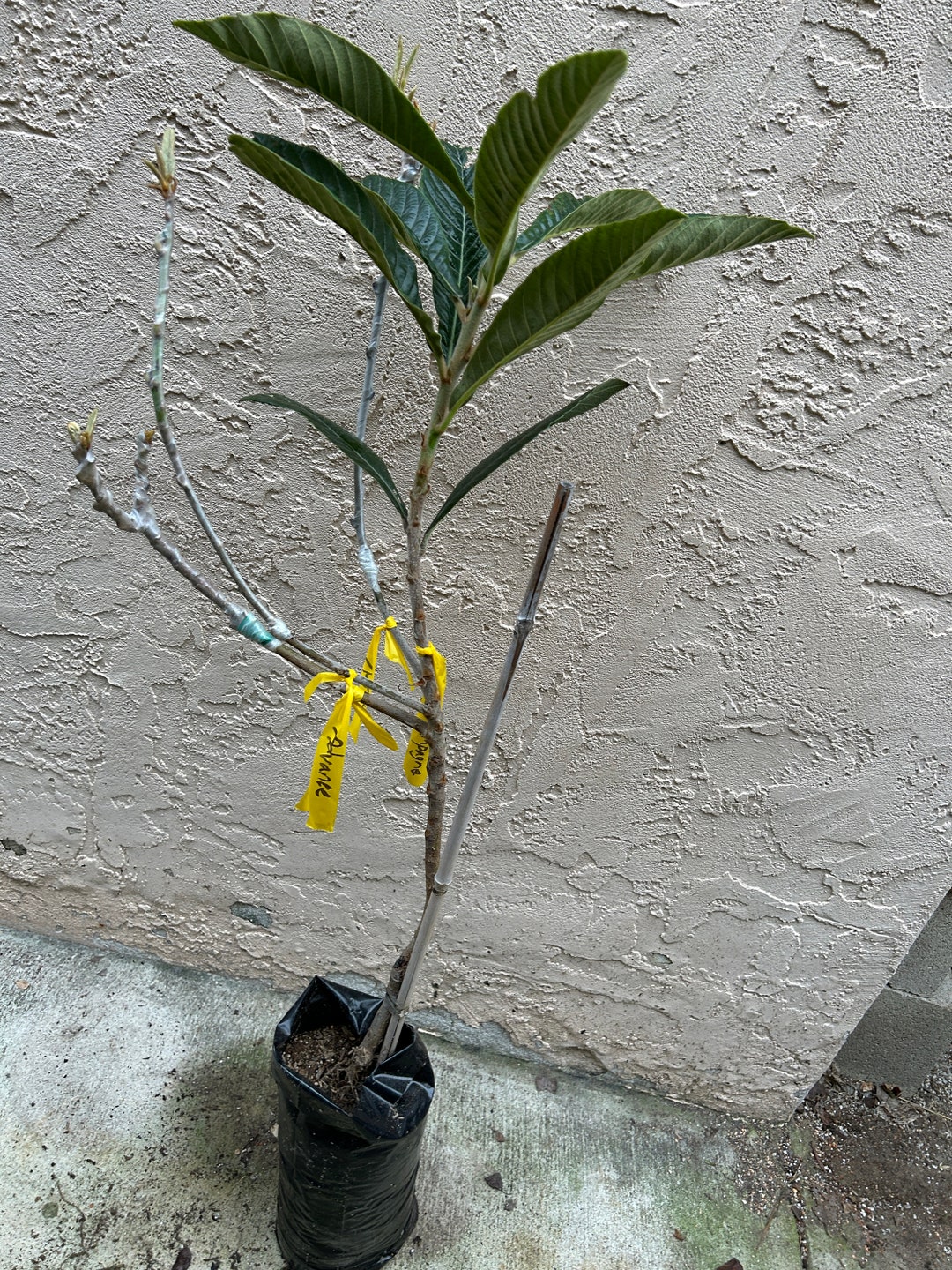Multi-grafted 4 Loquat Fruit Tree KT4, Zesty, Gold Nugget, KT1, Macbeth ...