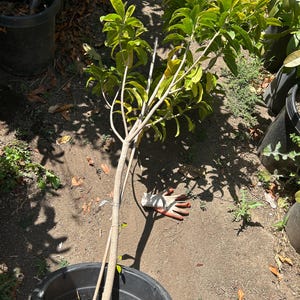 Large Chico Sapote Tree (5-6 Feet Tall) - Alano Mexican Sapodilla ...