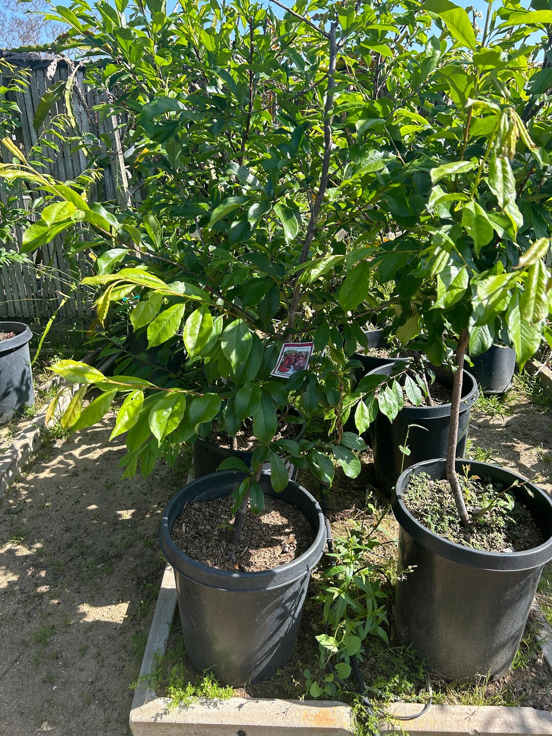 5 Feet Tall - 'satsuma' Plum Semi-dwarf, Bare-root Fruit Tree (semi ...