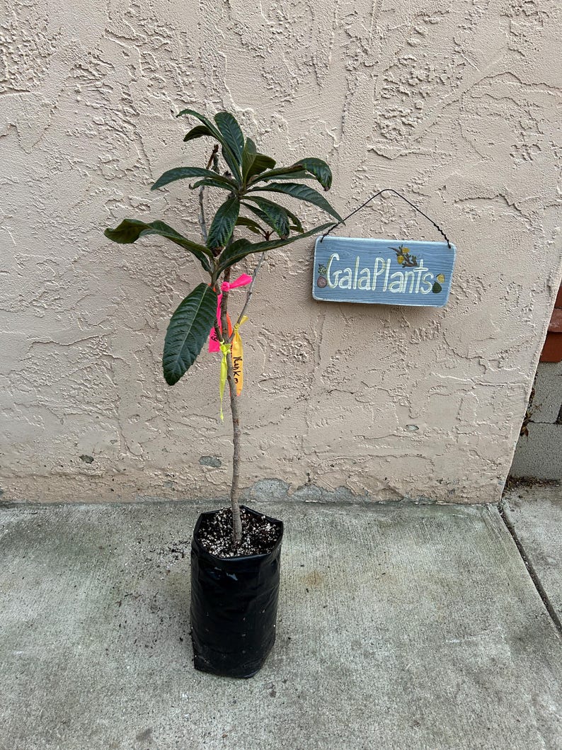 FRUITING Multi-variety Loquat Fruit Tree - 4 Varieties (big Jim ...