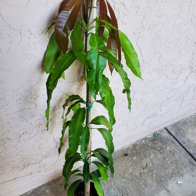 Mango Tree - Etsy