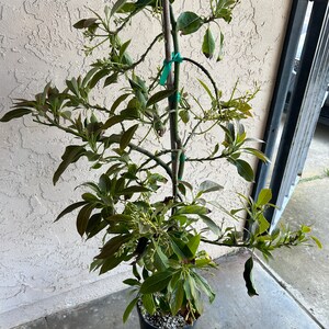 HUGE 5' Dwarf Grafted 'little Cado' (wurtz) Tree - True Dwarf Avocado ...