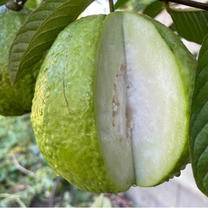 Bangkok White Giant Guava Fruit Tree - Very Sweet, Creamy White Flesh ...