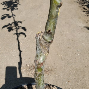 Kieffer Grafted Pear Fruit Tree 4-5 Feet Tall - Etsy