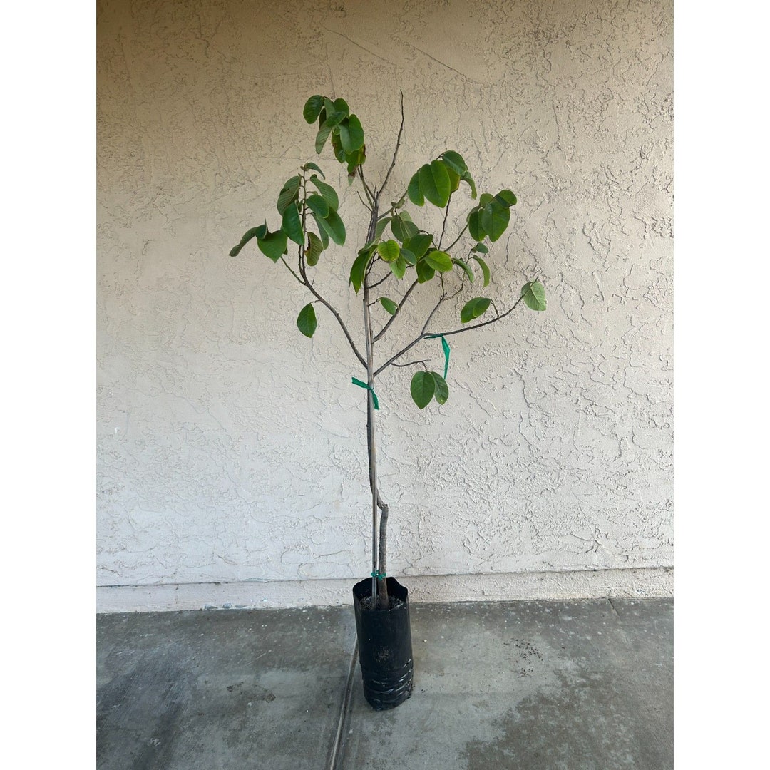 Pierce Cherimoya Fruit Tree (5+ Feet Tall) - One of the Best Tasting ...