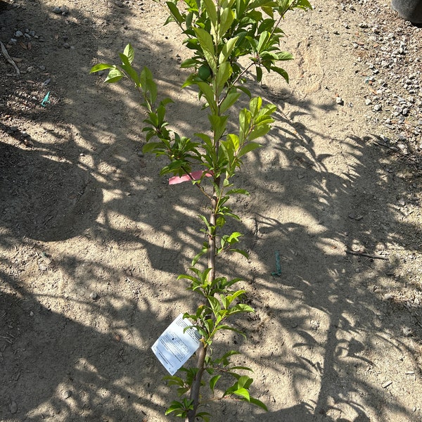 Dwarf Peach Tree - Etsy