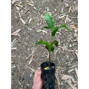 Cashew Nut Tree Seedling Fast Growing Exotic Fruit Tree - Etsy
