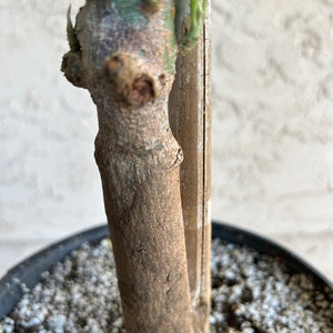 HUGE 5' Dwarf Grafted 'little Cado' (wurtz) Tree - True Dwarf Avocado ...