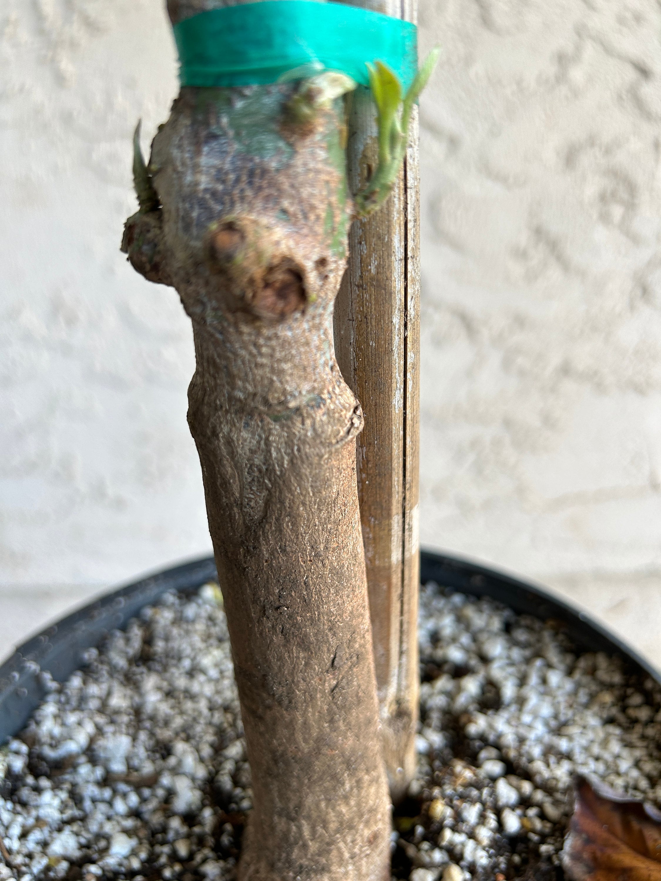 HUGE 5' Dwarf Grafted 'little Cado' (wurtz) Tree - True Dwarf Avocado ...