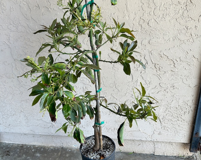 HUGE 5' Dwarf Grafted 'little Cado' (wurtz) Tree - True Dwarf Avocado ...
