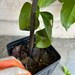 Black Sapote Tree 'chocolate Pudding Fruit' Exotic Fruit Tree Trees Are ...