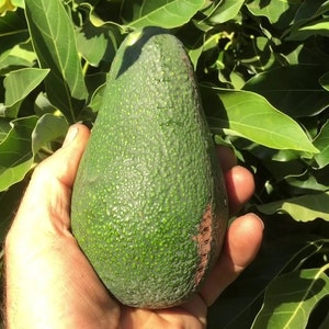 Dwarf Grafted 'little Cado' (wurtz) Tree - True Dwarf Avocado Variety ...