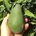 Dwarf Grafted 'little Cado' (wurtz) Tree - True Dwarf Avocado Variety ...