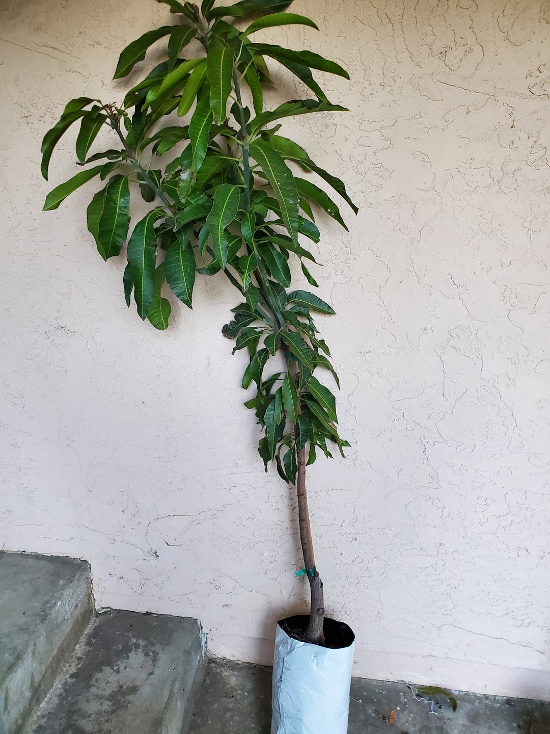 Large 4 Feet Tall 'manila' Mango Fruit Tree Most Reliable Mango Tree ...