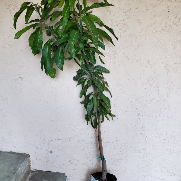 Mango Tree - Etsy