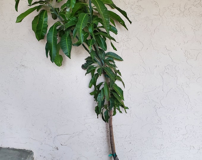 Large 4 Feet Tall 'manila' Mango Fruit Tree Most Reliable Mango Tree ...
