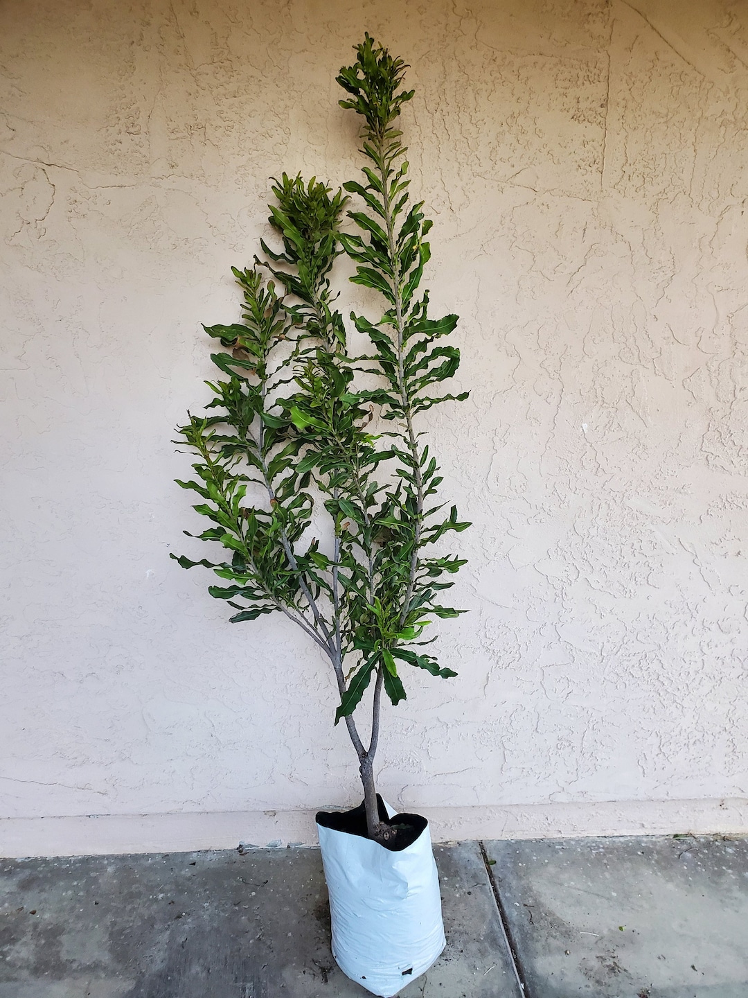 FREE SHIPPING Very Large 'cate' Macadamia Fruit Tree 5+ Feet Tall ...